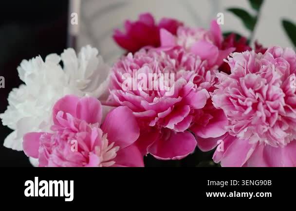 beautiful white rose peonies bouquet with houseplant in cozy home ...