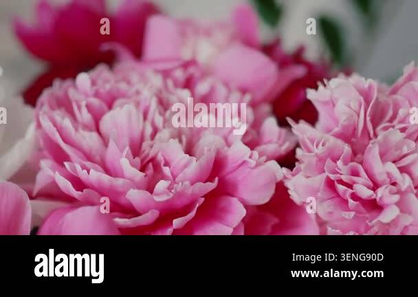 beautiful white rose peonies bouquet with houseplant in cozy home ...