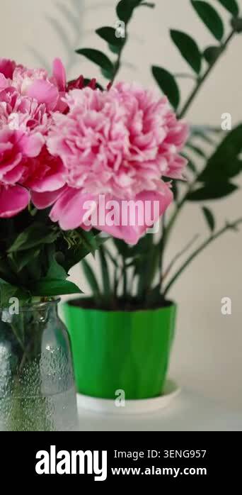 beautiful white rose peonies bouquet with houseplant in cozy home ...