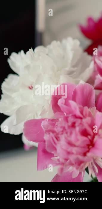 beautiful white rose peonies bouquet with houseplant in cozy home ...