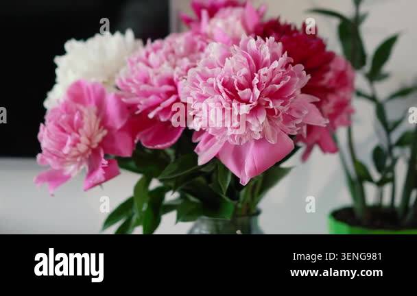 beautiful white rose peonies bouquet with houseplant in cozy home ...