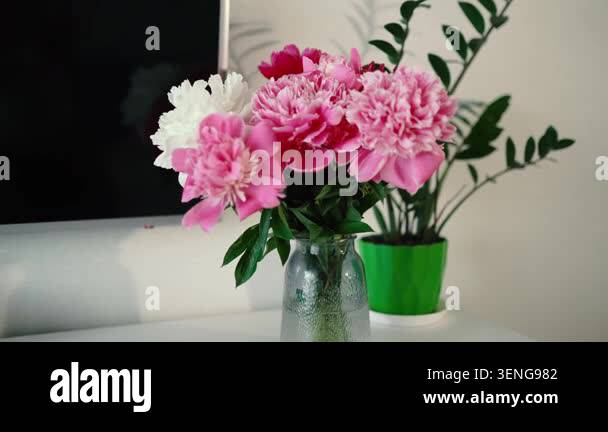 beautiful white rose peonies bouquet with houseplant in cozy home ...