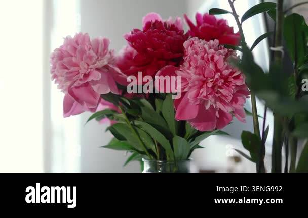 beautiful white rose peonies bouquet with houseplant in cozy home ...