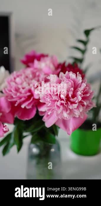 beautiful white rose peonies bouquet with houseplant in cozy home ...