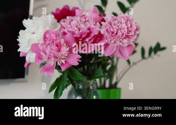 beautiful white rose peonies bouquet with houseplant in cozy home ...