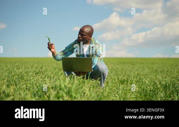 Serious agronomist using a laptop to research and analyze a green wheat ...