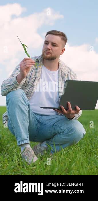 Young agronomist squatting in a green wheat field, carefully inspecting ...
