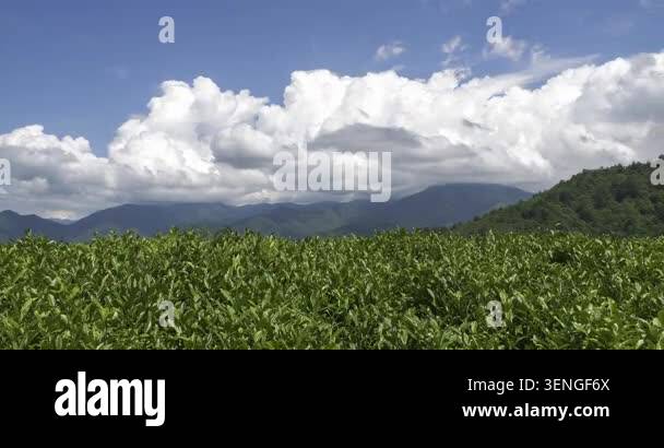 Time-lapse footage of green tea gardens and cloudy blue sky Stock Video ...