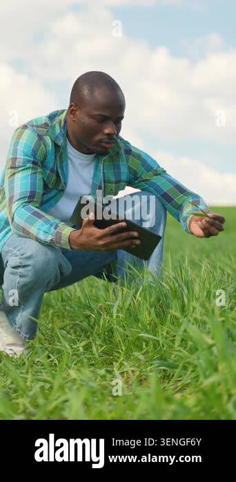 Young male farmer inspecting young wheat plants in a green field ...