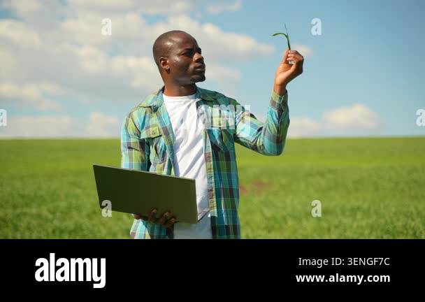 African american farmer examining a young wheat sprout while using a ...