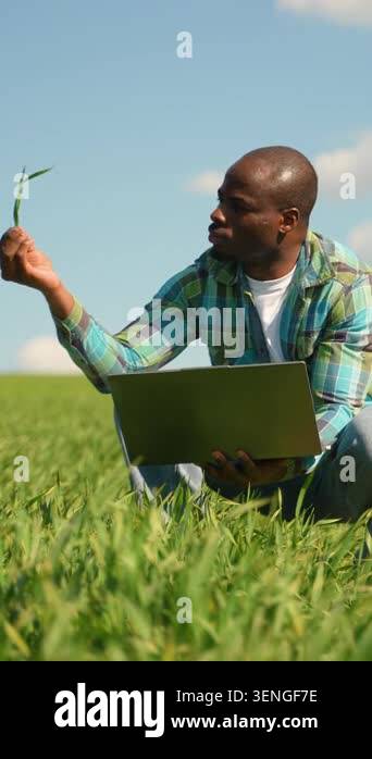 African american farmer inspecting young wheat quality in a field. Male ...