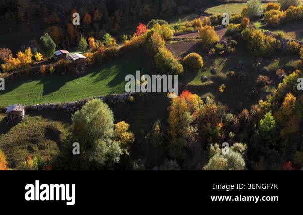 Footage of a forest full of trees decorated with autumn colors Stock ...