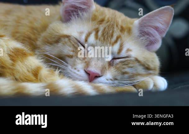 Close-up footage of cute tabby cat sleeping Stock Video Footage - Alamy