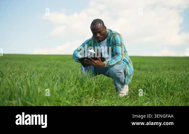 Modern agronomist crouching in a green wheat field using a tablet for ...