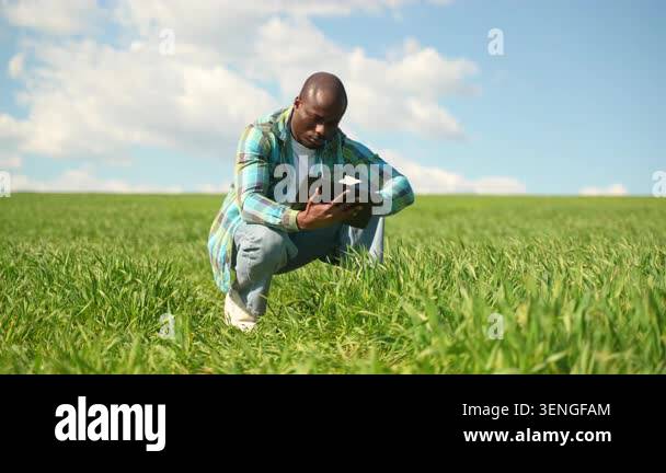 Young african american farmer crouching in a green field, analyzing ...
