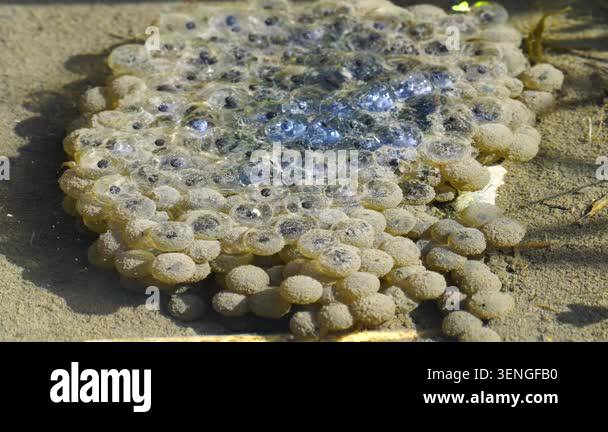 Wildlife - frogs. Water frogs (Ranidae) are a family of frogs ...