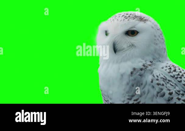 Snowy owl looking around against a green screen background Stock Video ...