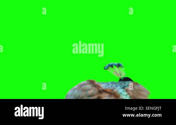 Beautiful peacock on a green screen background closeup Stock Video ...
