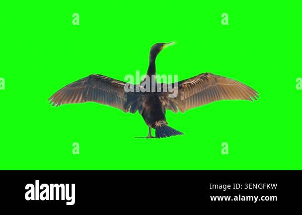 Great cormorant stretching wings on green screen background Stock Video ...