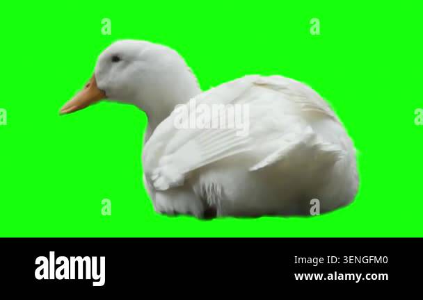 White duck sitting on a green screen background Stock Video Footage - Alamy