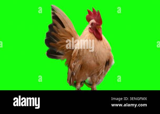 Rooster flapping wings on a green screen background chroma key Stock ...