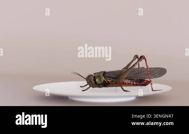 A 3D animation shows a grasshopper placed on a white plate. The graphic ...
