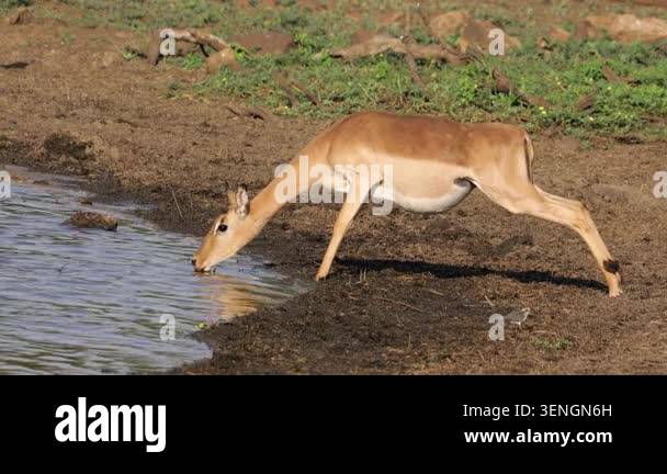 An alert impala antelope (Aepyceros melampus) drinking water, Kruger ...