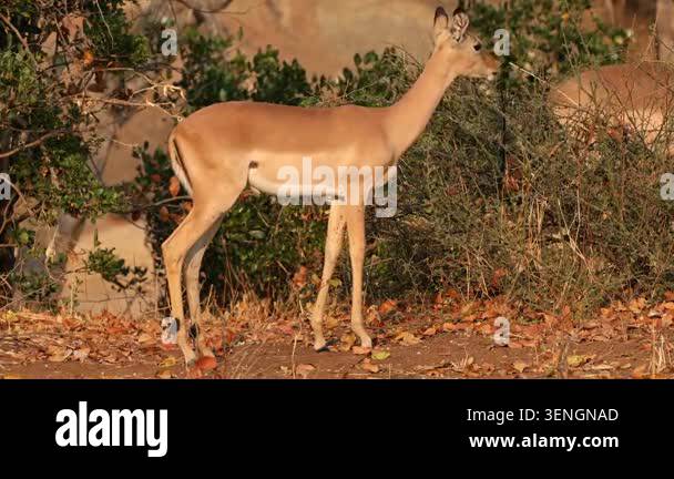 A female impala antelope (Aepyceros melampus) feeding on a bush, Kruger ...