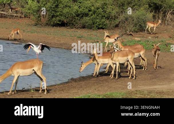 Alert impala antelopes (Aepyceros melampus) drinking water, Kruger ...