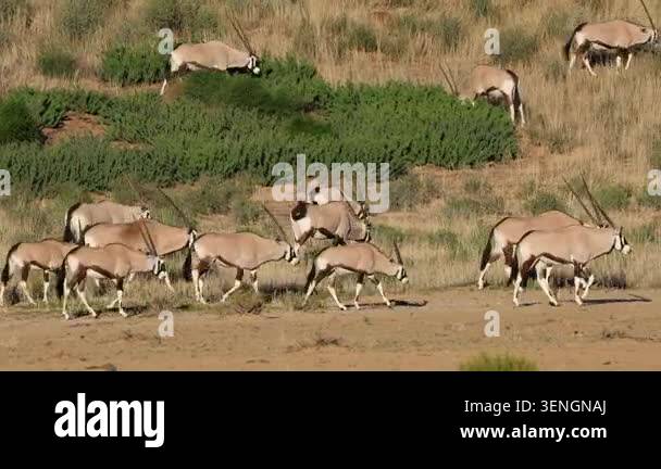 A herd of gemsbok antelopes (Oryx gazella) walking in natural habitat ...