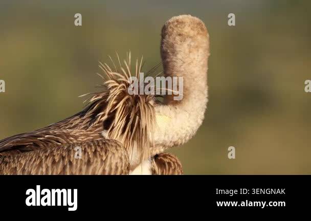 Portrait of a white-backed vulture (Gyps africanus) in early morning ...