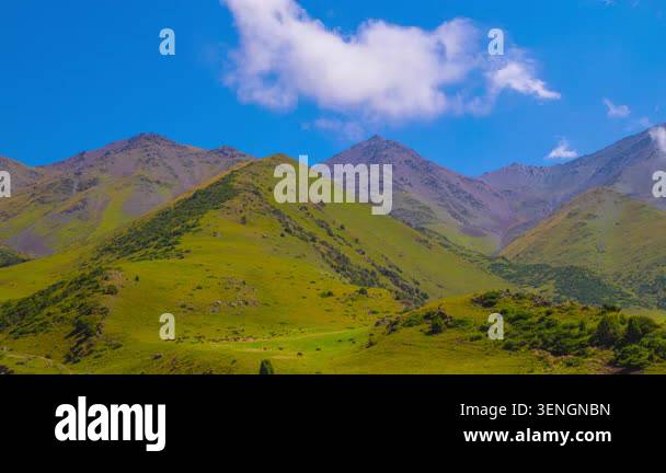 Time-lapse of cows grazing in green mountain slopes of Kyrgyzstan under ...