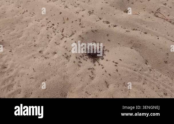 Many black ants busy working on sandy ground near their nest in the ...