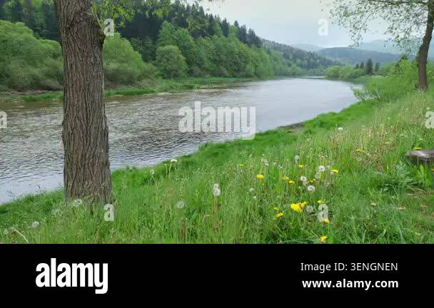 Spring picturesque mountain river band view. (Stryi river near ...