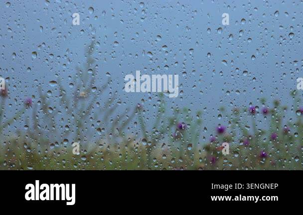 Rain drops scattered across a window with soft blurred purple ...
