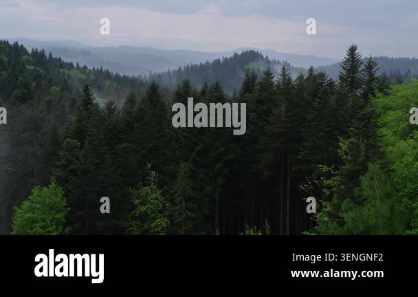 Misty spring morning mountains with forest view (Carpathians, Ukraine ...