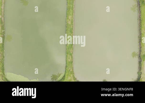 Aerial Drone View of Commercial Fish Farming Ponds in Bangladesh Stock ...