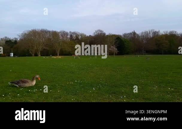 Injured greylag goose limping on green grass field with trees in the ...