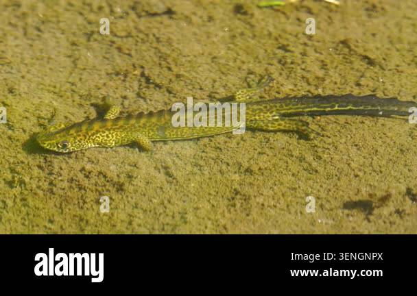 Salamanders are the common name for about 500 species of amphibians ...