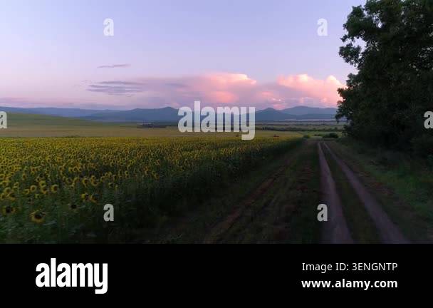 Aerial drone footage flying forward over a beautiful sunflower field at ...