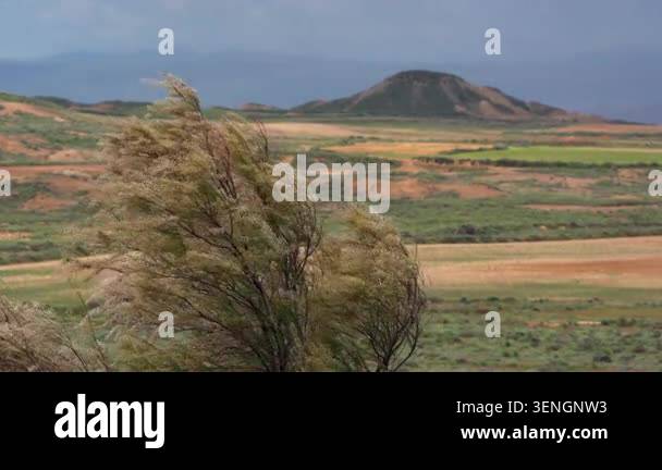 Green wild bush swaying strongly in heavy wind against background of ...