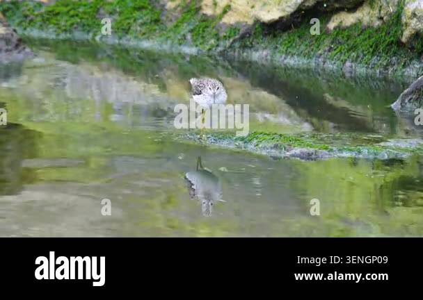 Wildlife - Birds. Common greenshank (Tringa nebularia) is a species of ...