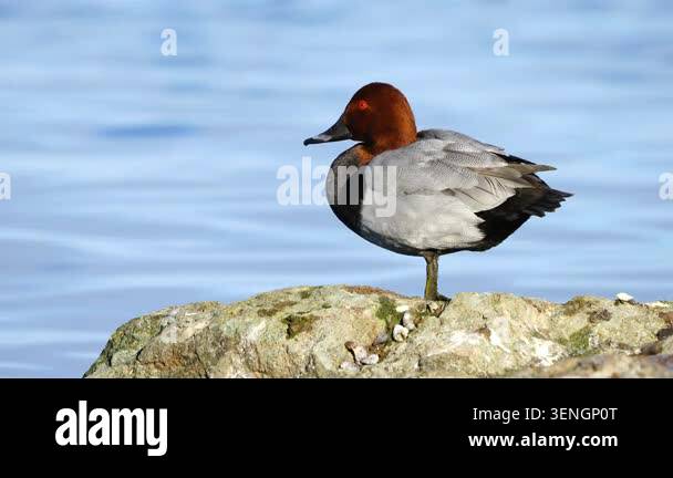 Wildlife, birds. Common pochard (Aythya ferina) is a diving duck ...
