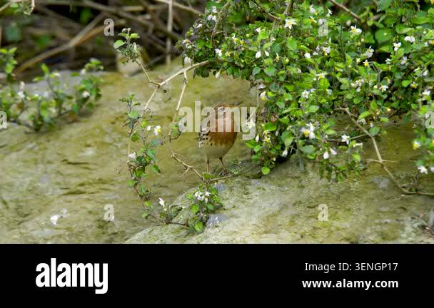 Wildlife-Birds. Red-throated Pipit (Anthus cervinus) breeds in swampy ...