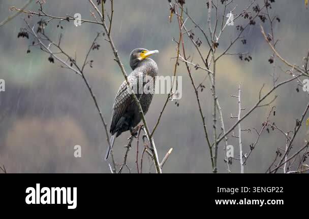 Wildlife, birds. The Great Cormorant (Phalacrocorax carbo) duck is ...