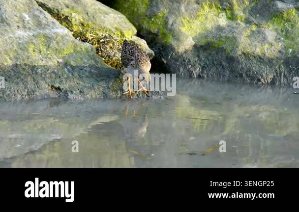 Wildlife - Birds. Ruff, freshwater marshes, moist meadows, shallow ...