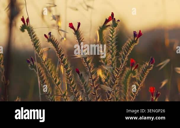 Small red and purple wildflower blossoms on hairy stems backlit by warm ...
