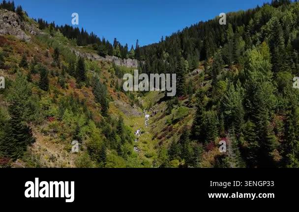 Mountains, forests, trees and blue sky. Pine, cedar, hornbeam forests ...