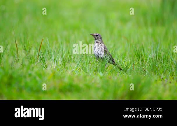 Wildlife - birds. Song Thrush (Turdus philomelos) bird, forests with ...
