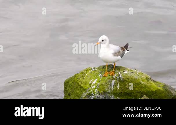 Wildlife, birds. Yellow-legged Gull (Larus michahellis) and Black ...